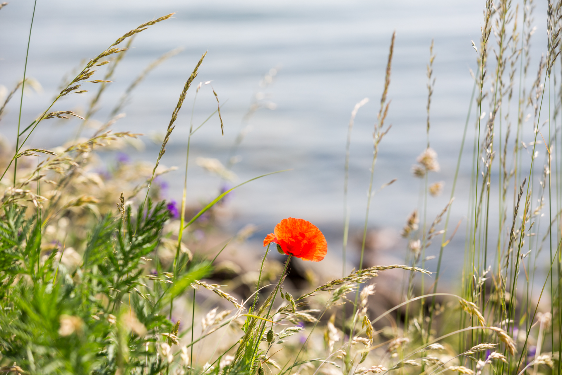 PensionDanmark joins international call to action on Biodiversity ...